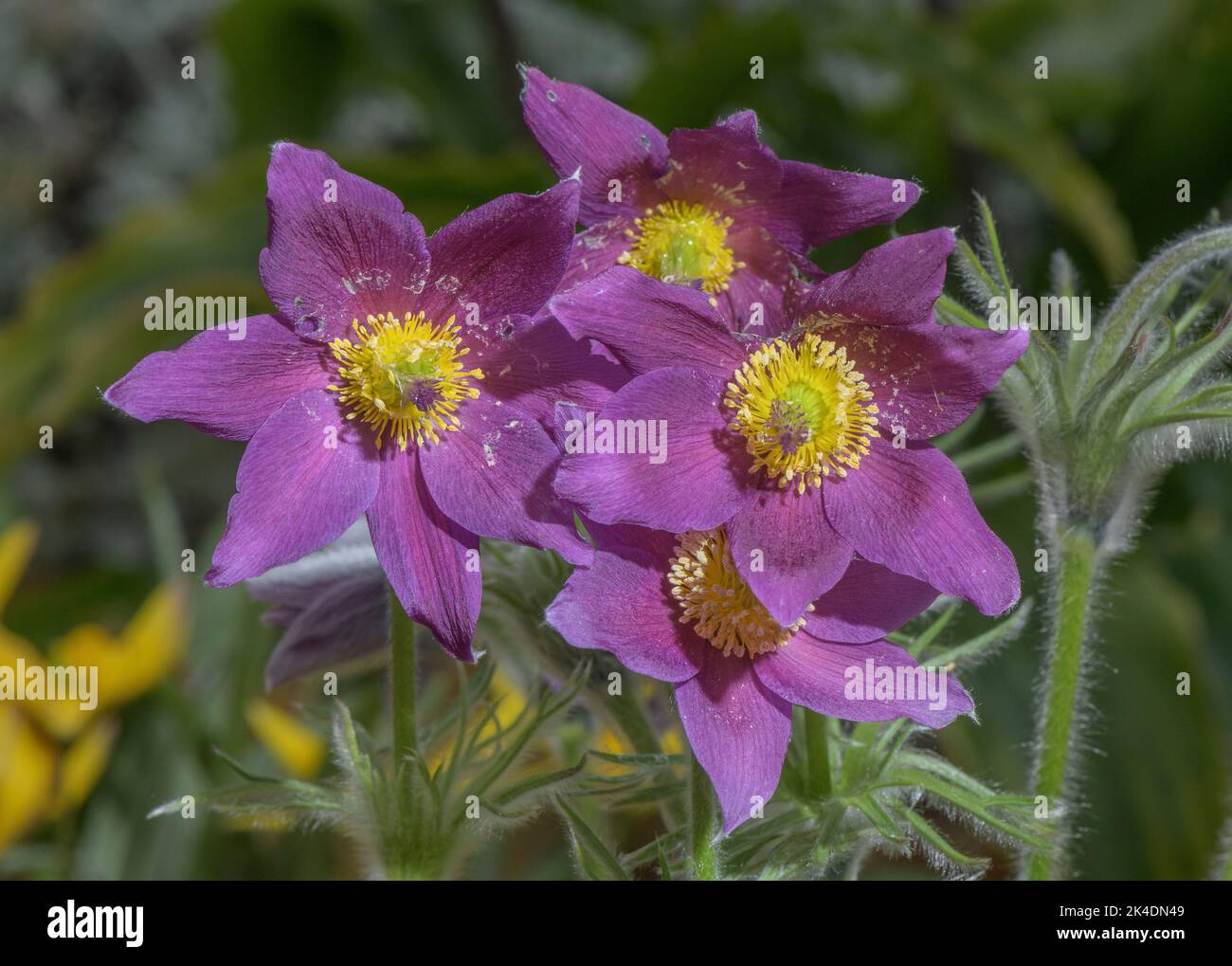 A Pasque flower, Pulsatilla ambigua, from eastern Asia in flower Stock ...