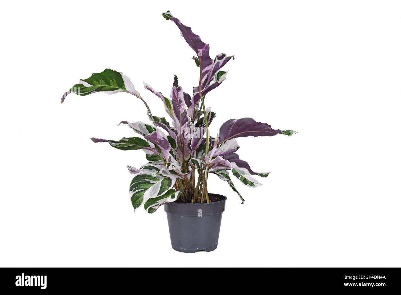 Potted exotic 'Calathea White Fusion' Prayer Plant houseplant on white ...