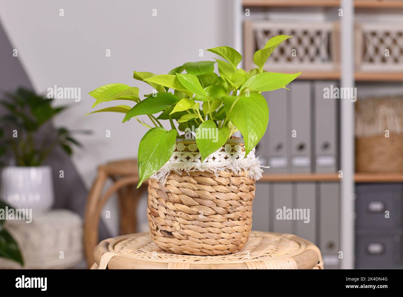 Tropical 'Epipremnum Aureum Lemon Lime' houseplant with neon green ...