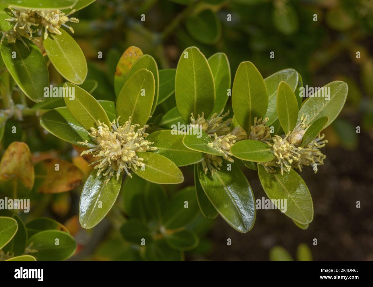 Buxus Microphylla Flower