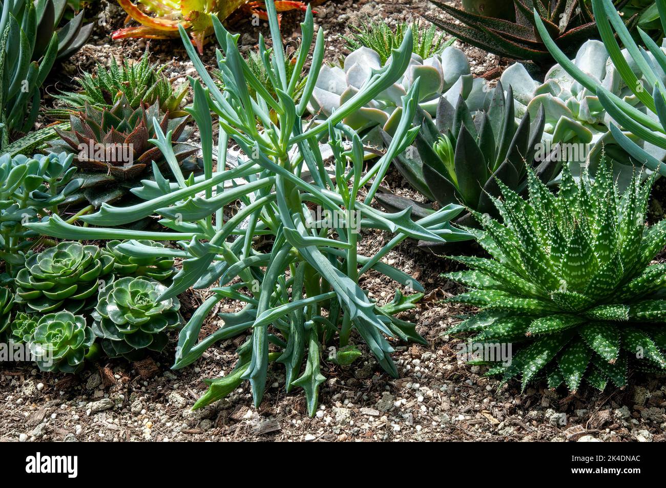 Sydney Australia, view across succulent garden with a variety of small ...