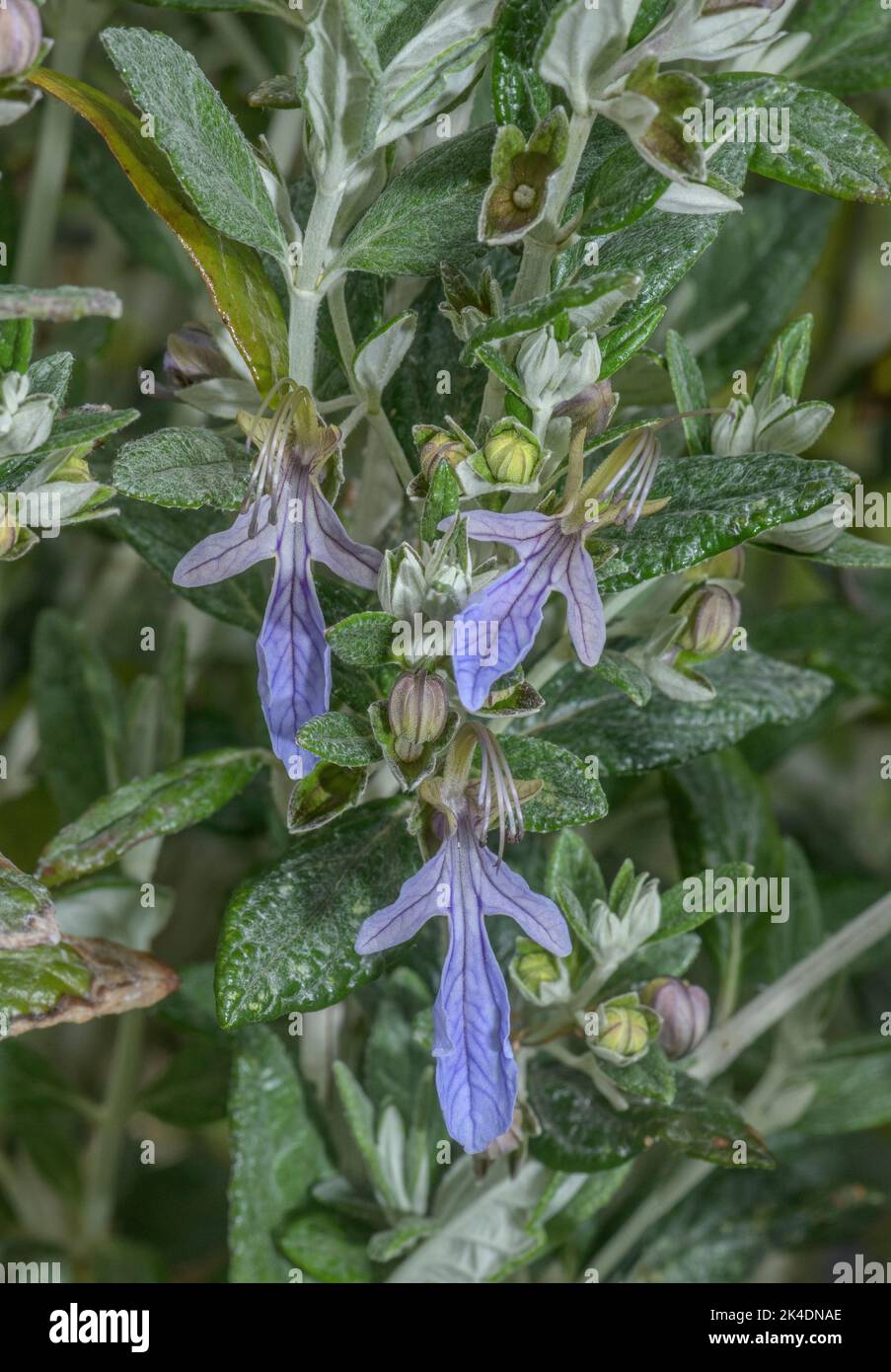 Shrubby germander, Teucrium fruticans, in flower in spring ...