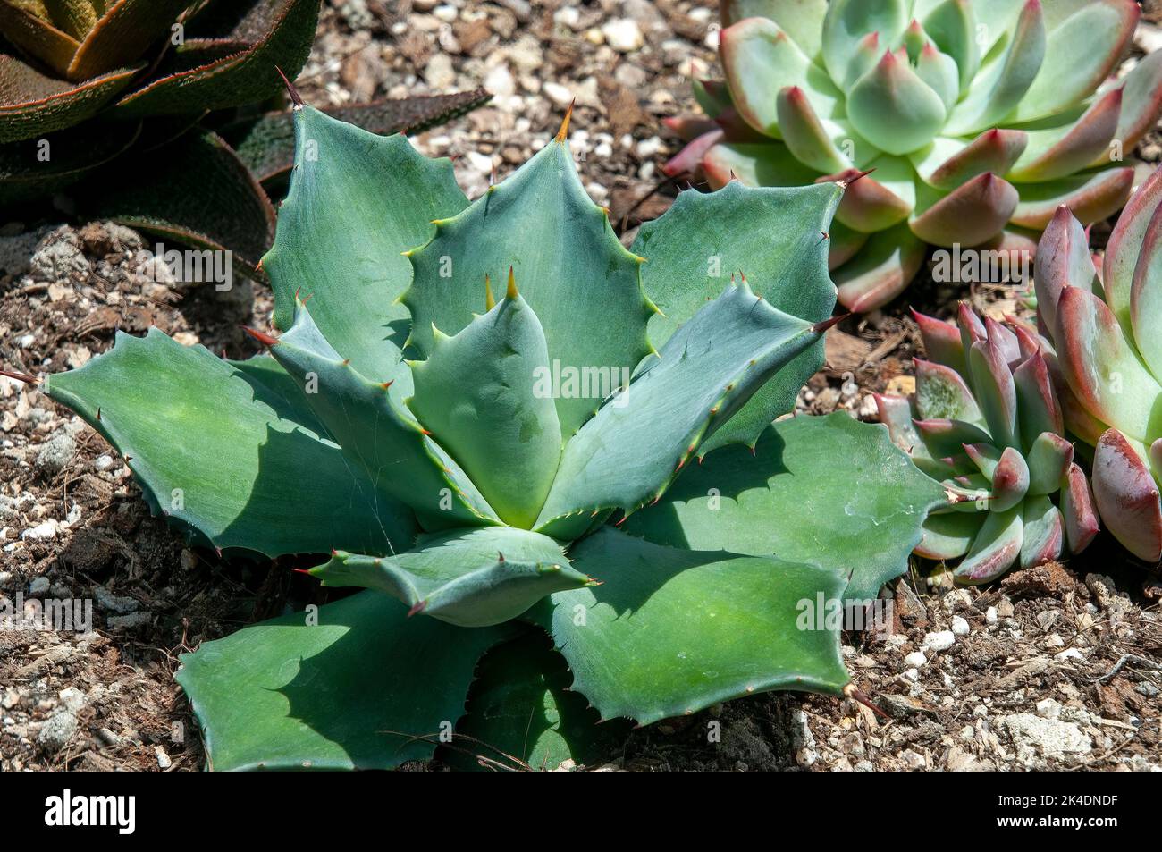 Sydney Australia, agave in succulent garden Stock Photo - Alamy