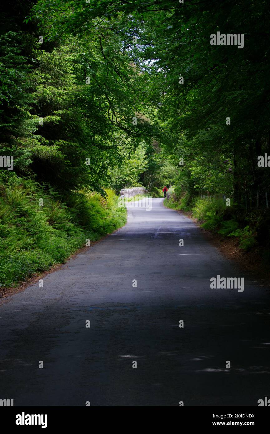 narrow Irish road through a forest lined wish lush green trees in ...