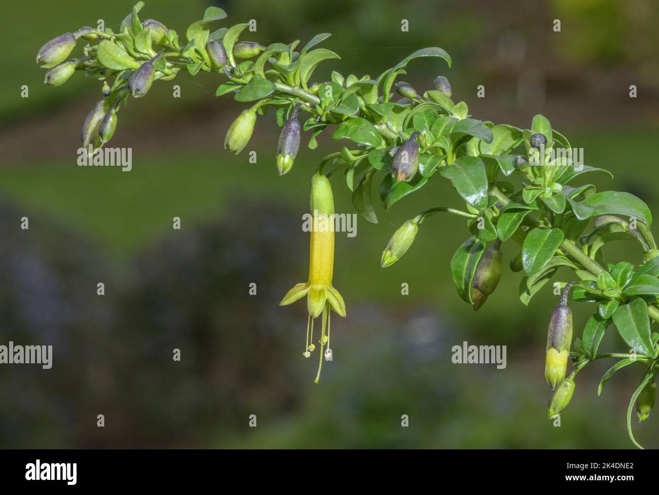 Chilean box thorn, Vestia foetida, in flower in chaparral, Chile Stock ...