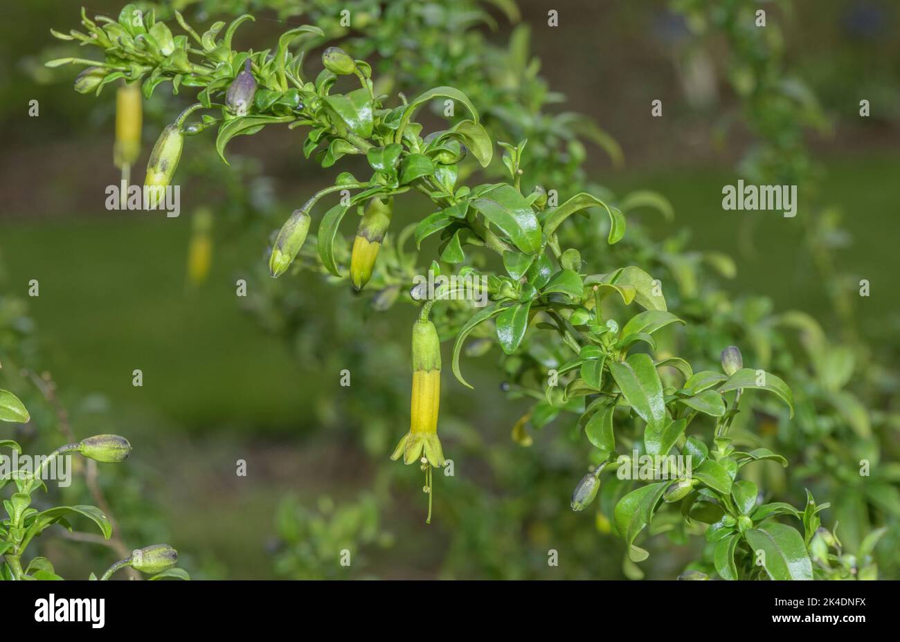 Chilean box thorn, Vestia foetida, in flower in chaparral, Chile Stock ...
