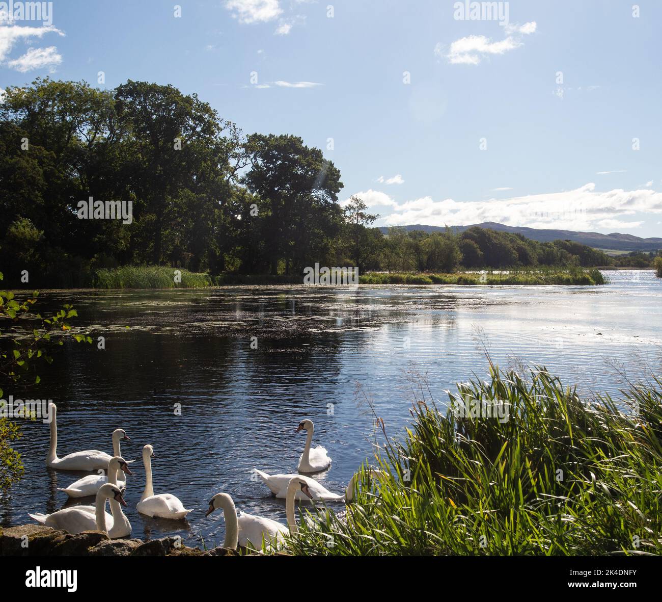 Swans on Carlingwark loch, Castle Douglas, Kirkcudbrightshire, Dumfries ...