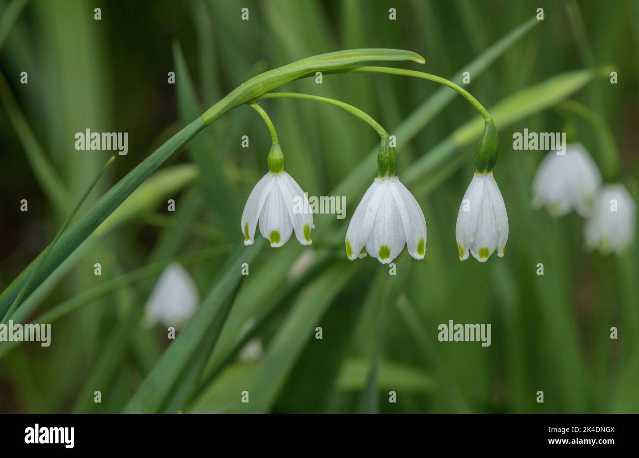 Plant of damp meadows hi-res stock photography and images - Alamy