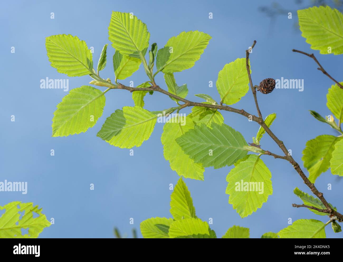 Grey alder, Alnus incana showing old cones and spring leaves Stock ...