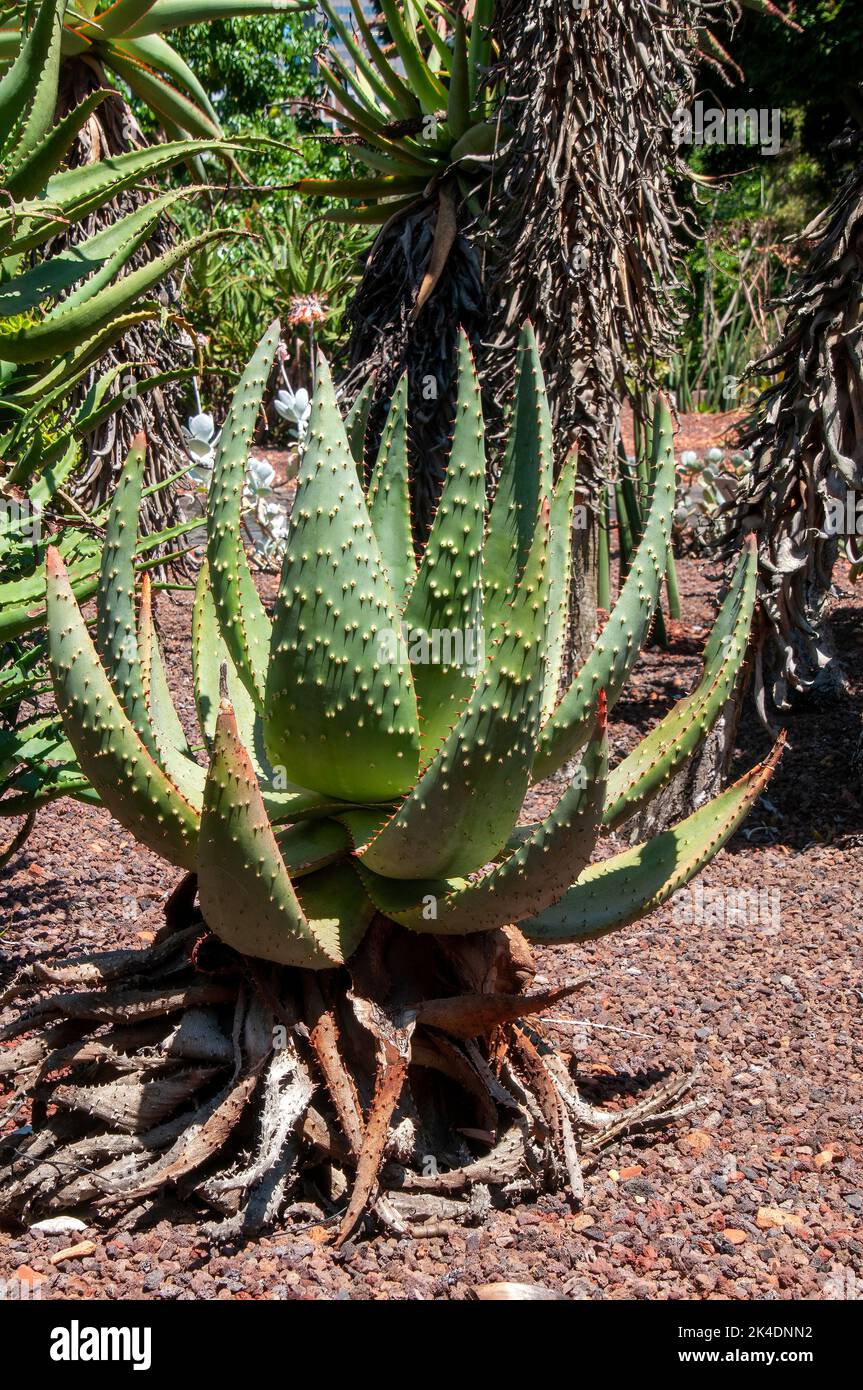 Sydney Australia, aloe aculeata or red hot poker aloe is native to ...