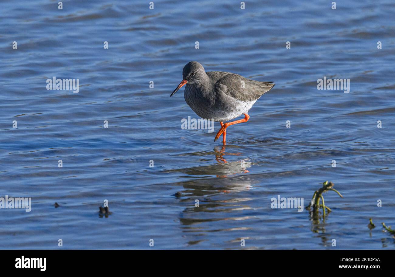 Redshank in shallow lagoon hi-res stock photography and images - Alamy