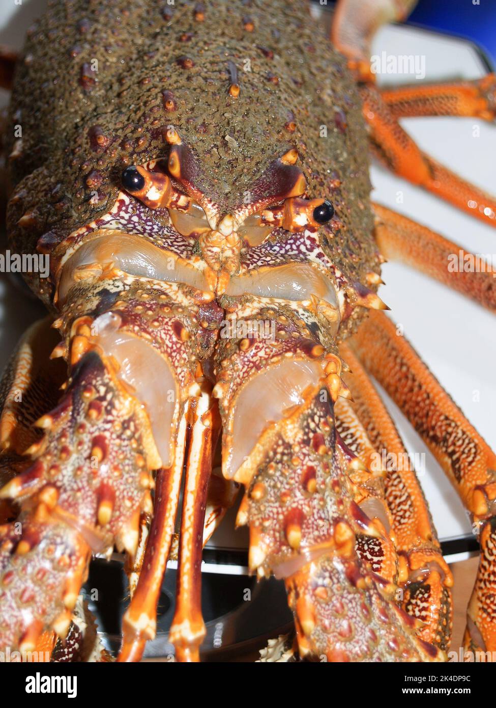 Spiny rock lobster closeup Stock Photo - Alamy