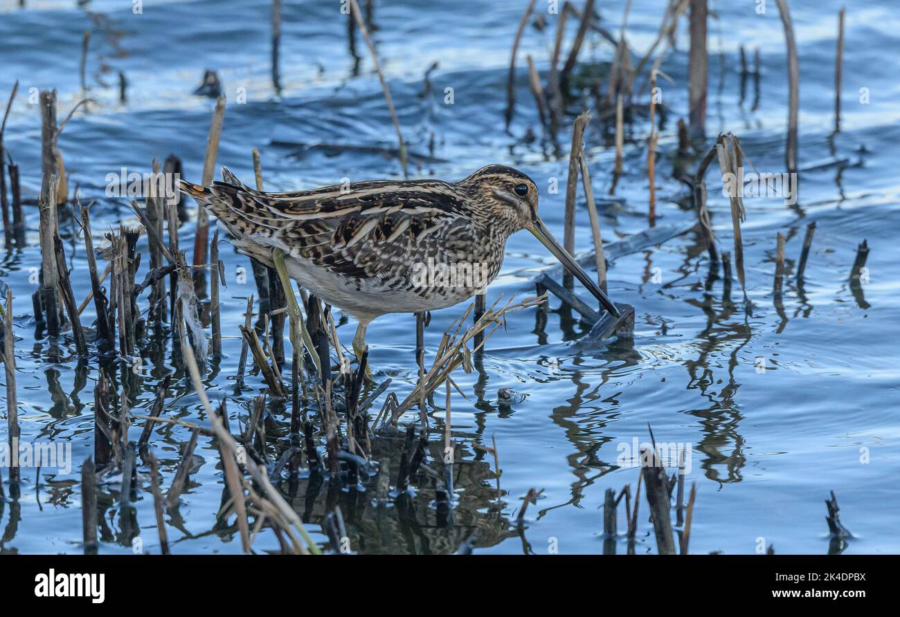 Common snipe, Gallinago gallinago, feeding along the edge of coastal ...