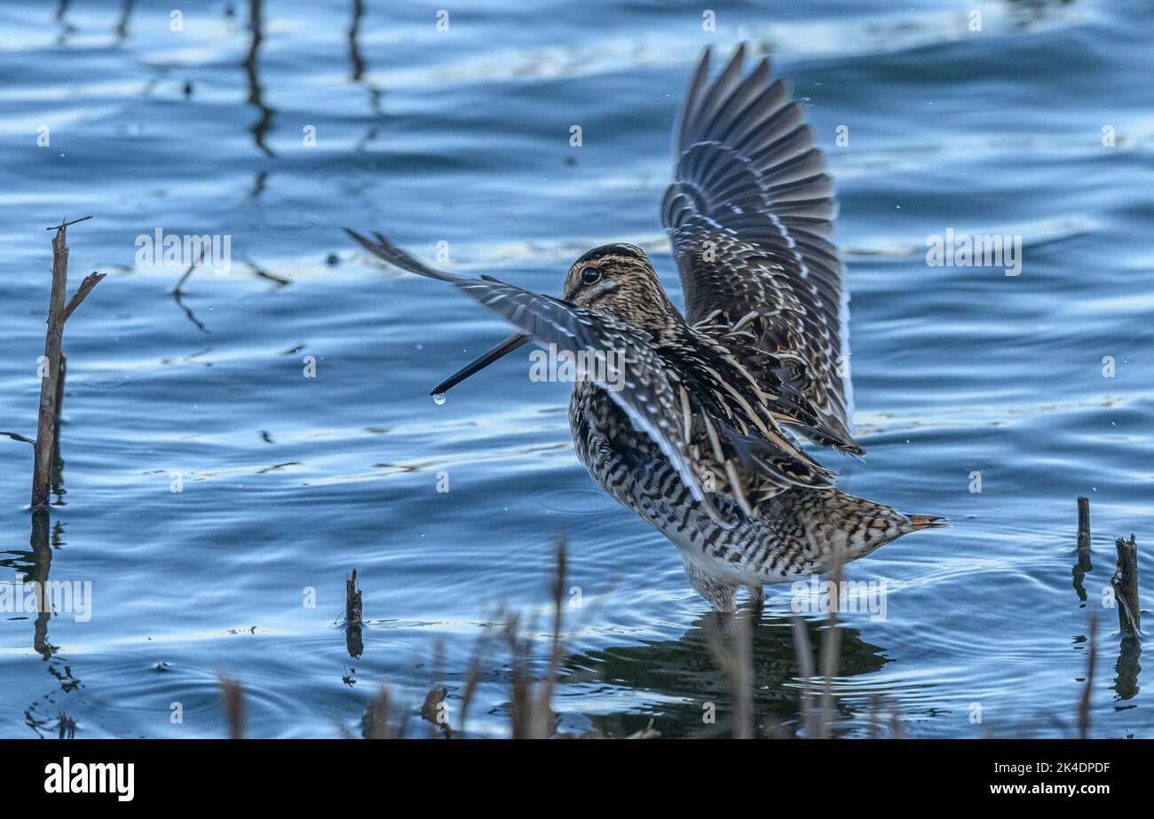 Common snipe, Gallinago gallinago, feeding along the edge of coastal ...