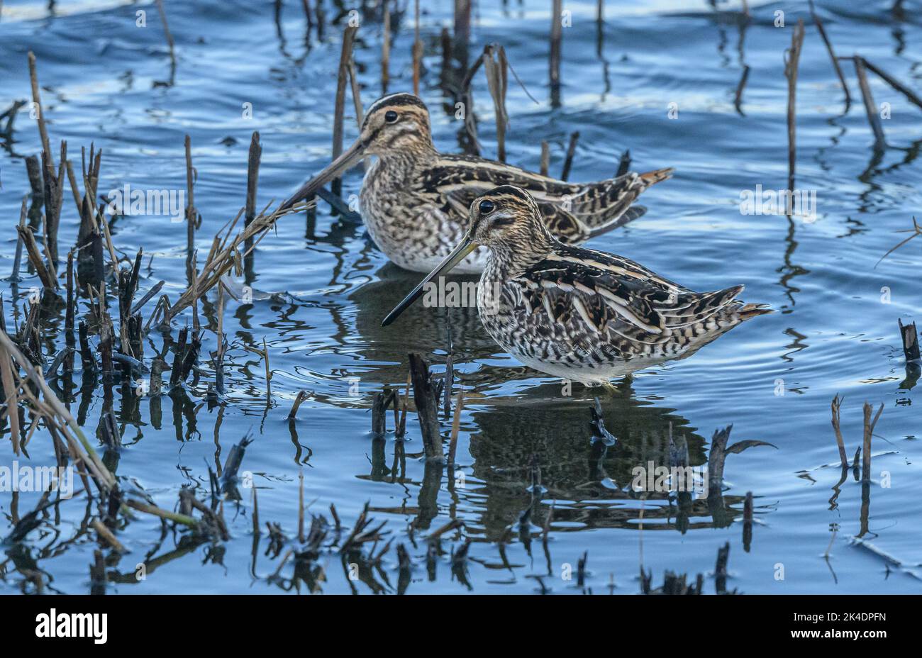 Two Common snipe, Gallinago gallinago, feeding along the edge of ...