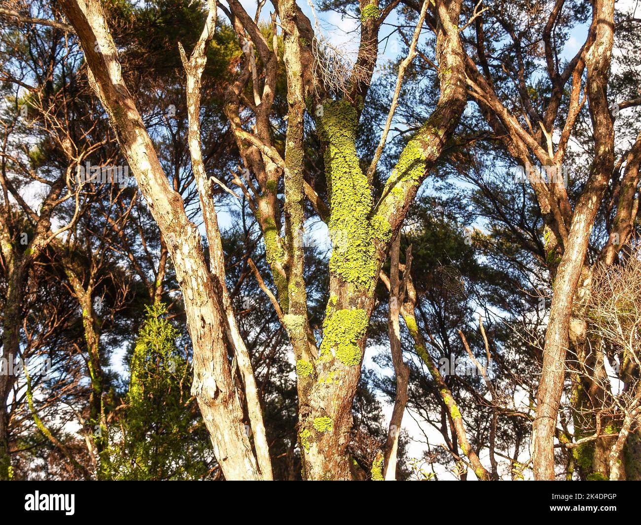 Manuka tree hi-res stock photography and images - Alamy