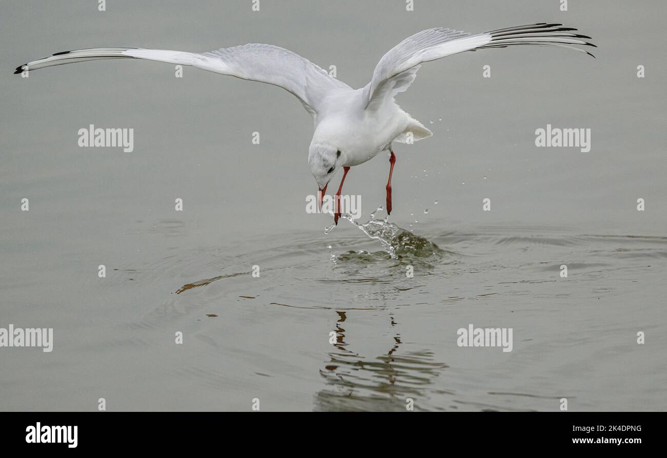Black-headed gull, Chroicocephalus ridibundus, in winter plumage ...