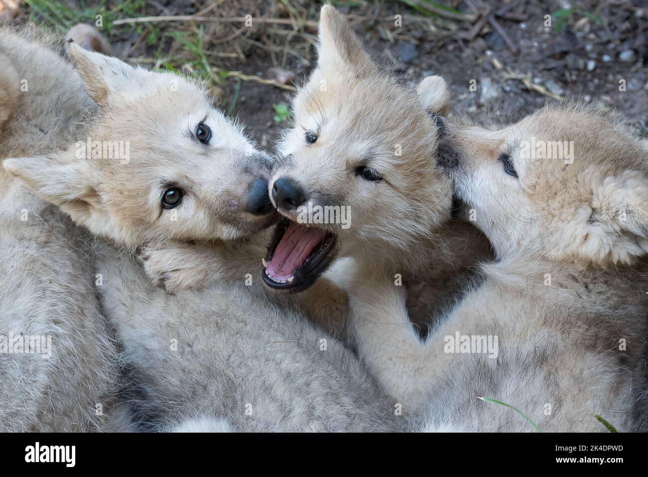 Arctic wolf pups playing Stock Photo - Alamy