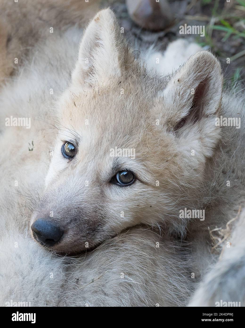 Arctic wolf pup Stock Photo - Alamy