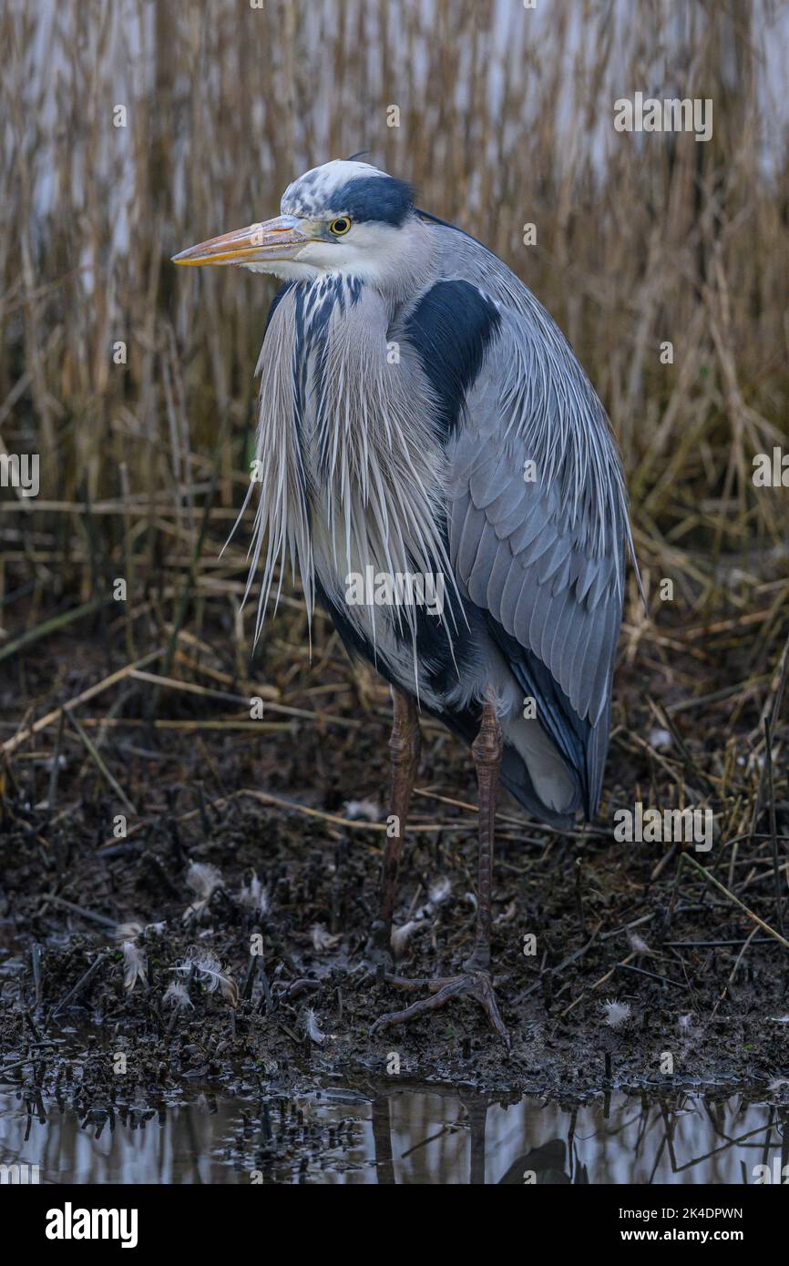 Hunched bird hi-res stock photography and images - Alamy