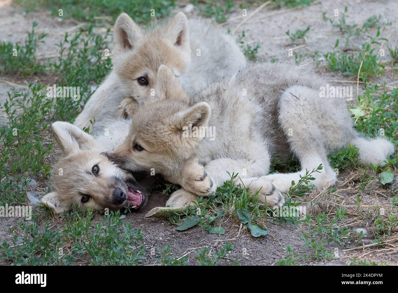 Arctic wolf pups playing Stock Photo - Alamy
