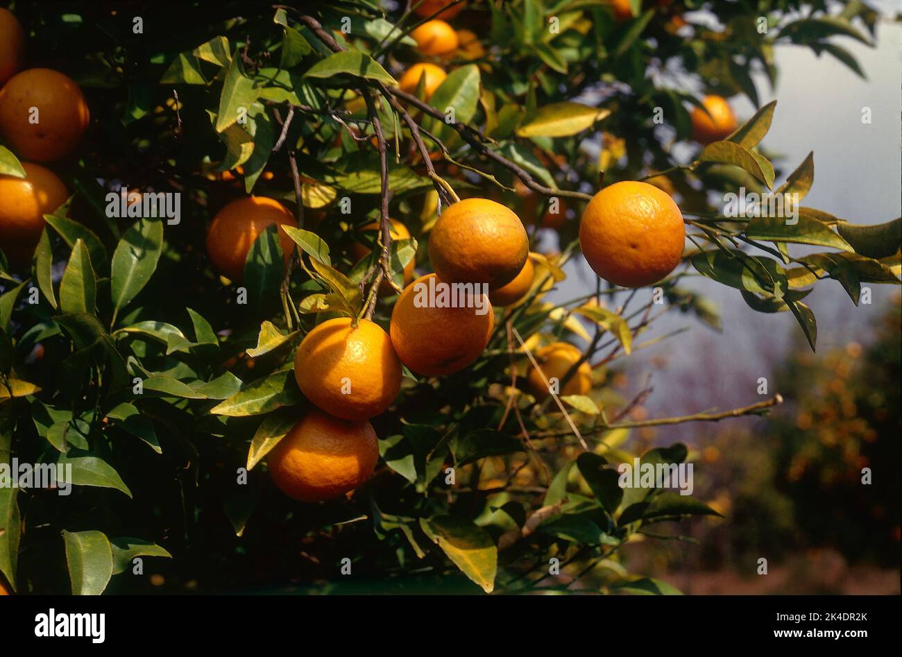 Tree loaded with Orange fruits Stock Photo - Alamy