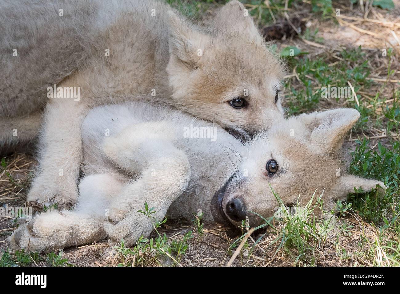 Arctic wolf pups hi-res stock photography and images - Alamy