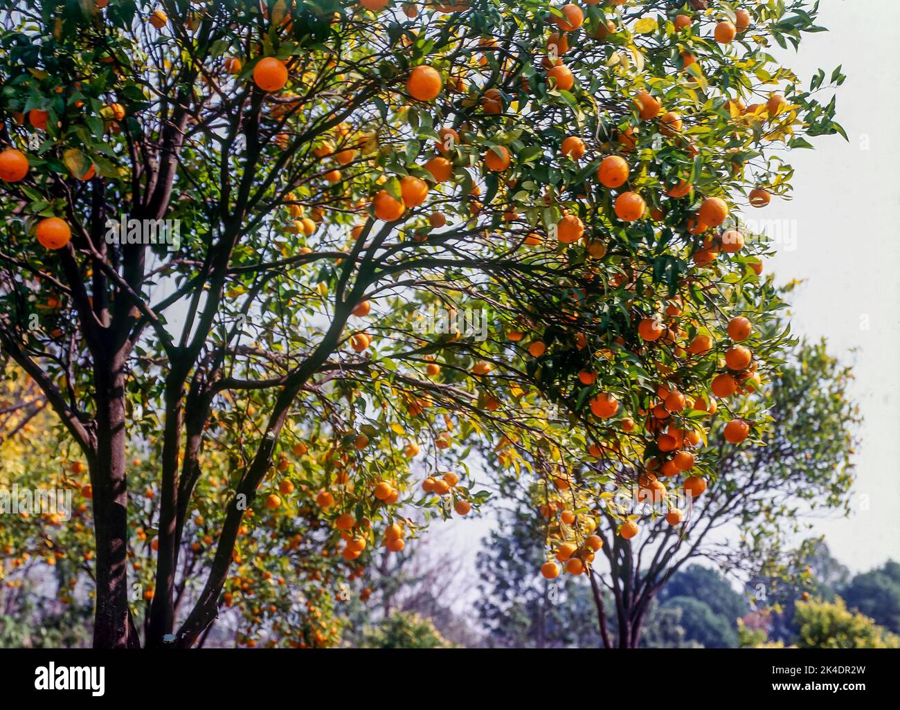 Tree loaded with Orange fruits Stock Photo - Alamy