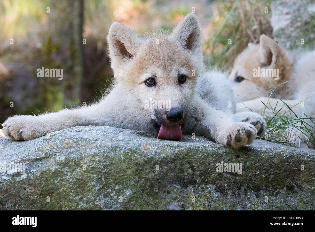 Arctic wolf pup licking Stock Photo - Alamy