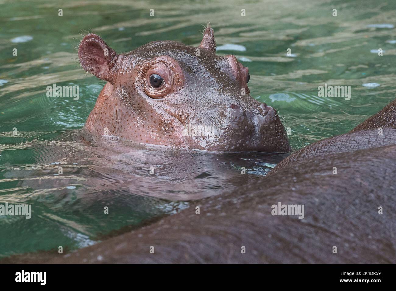Baby hippo in water Stock Photo - Alamy
