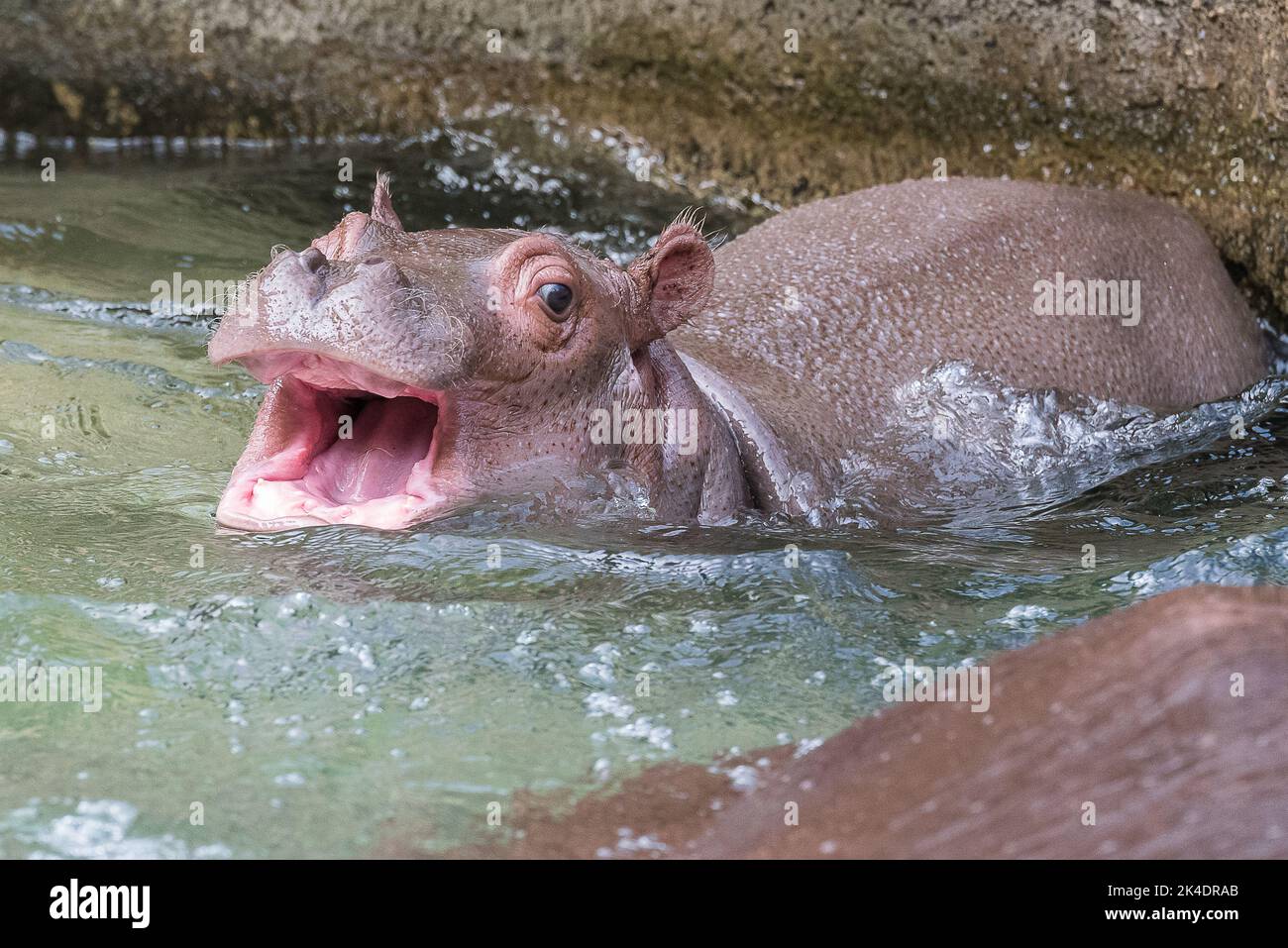Hippo mouth open hi-res stock photography and images - Alamy