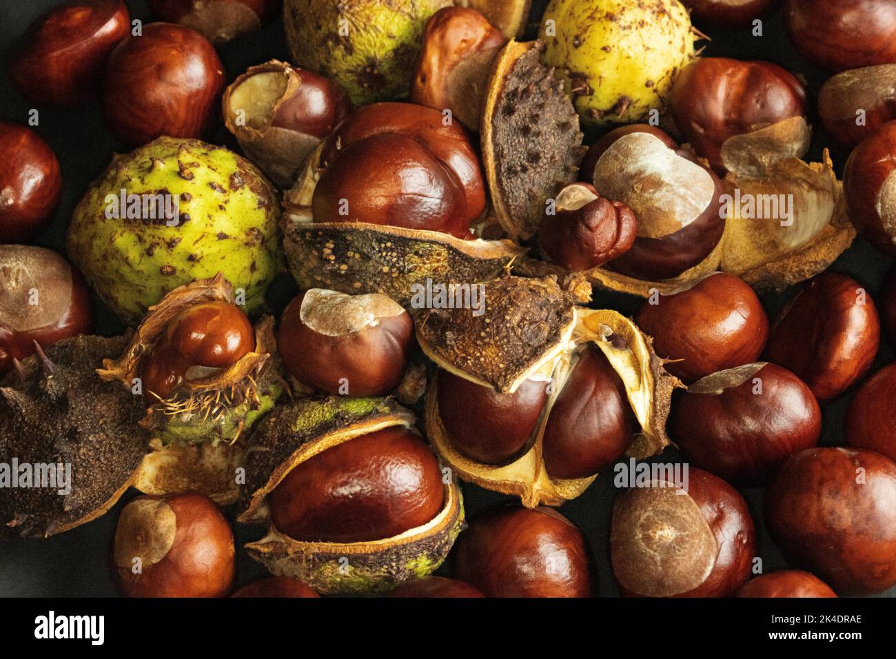 In autumn most trees in the temperate zone shed their leaves and ...