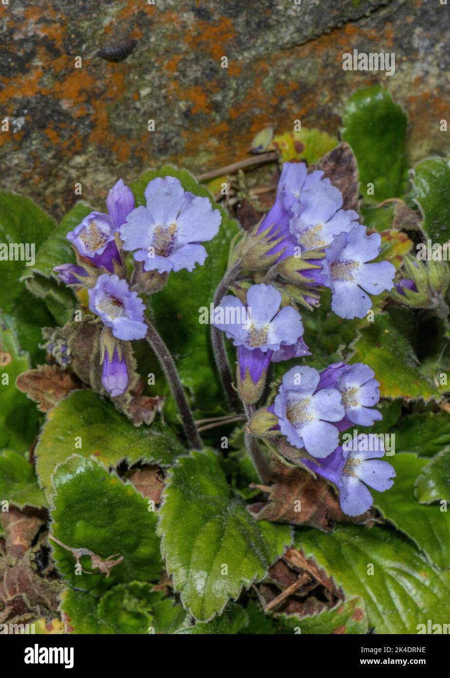 Orpheus flower, Haberlea rhodopensis, in flower, from the Rhodope ...
