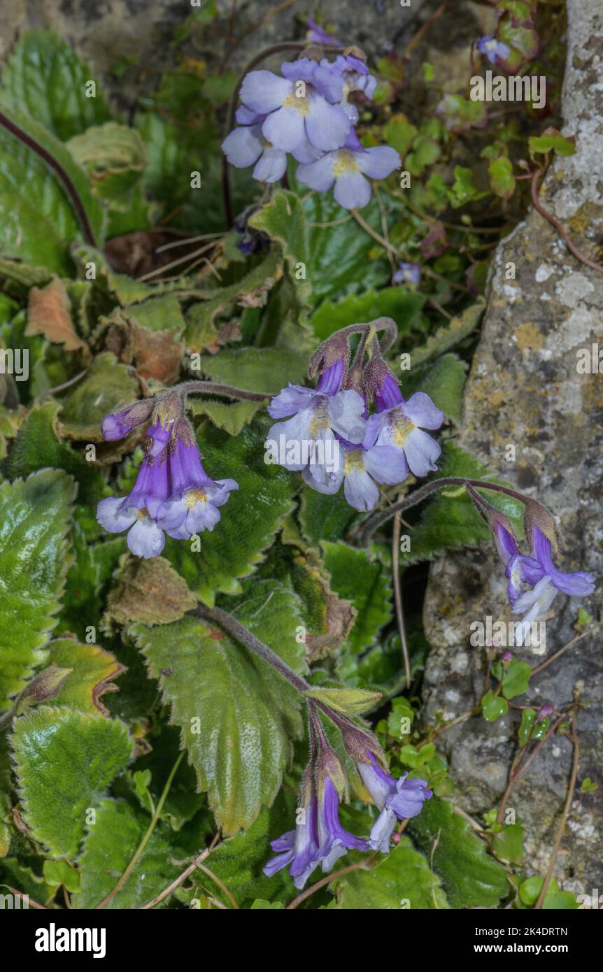Orpheus flower rhodopensis hi-res stock photography and images - Alamy