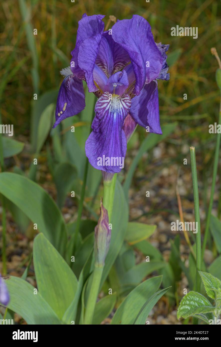 Leafless iris hi-res stock photography and images - Alamy