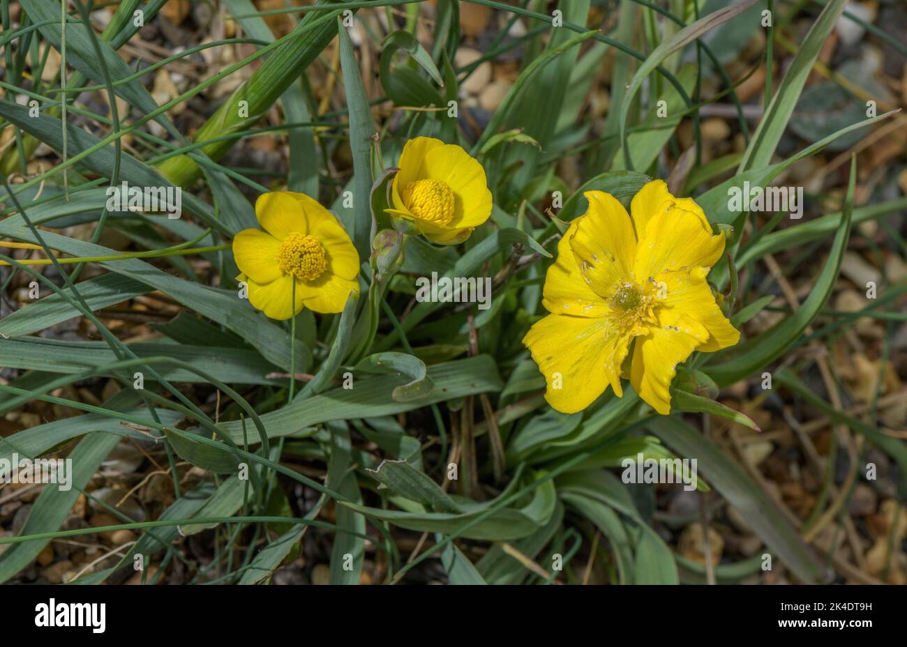 Grass-leaved buttercup, Ranunculus gramineus in flower, south France ...