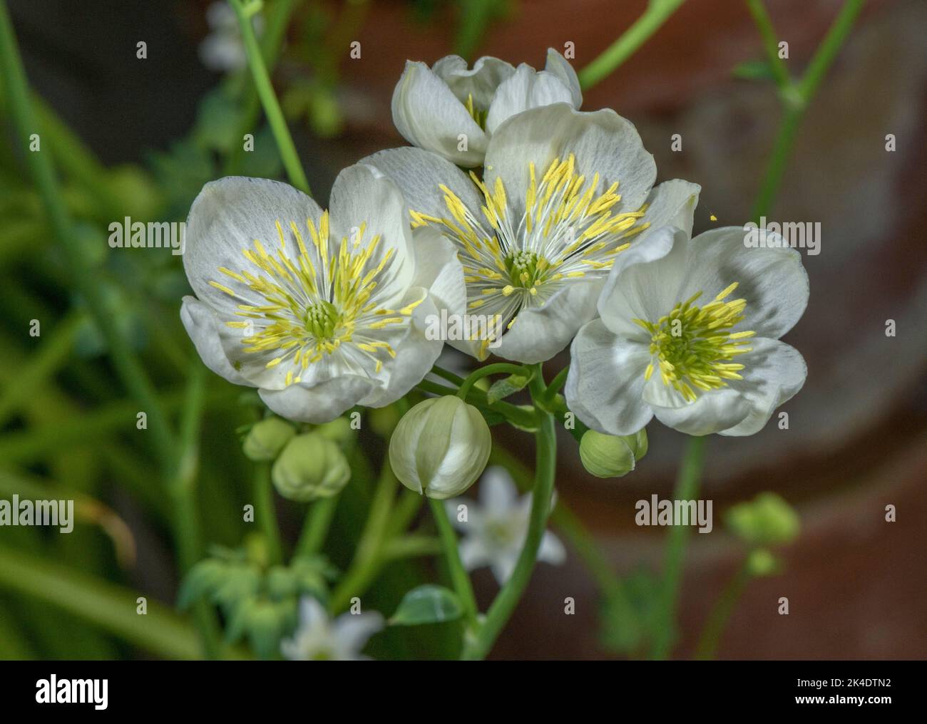 Tuberous rooted meadow rue hi-res stock photography and images - Alamy