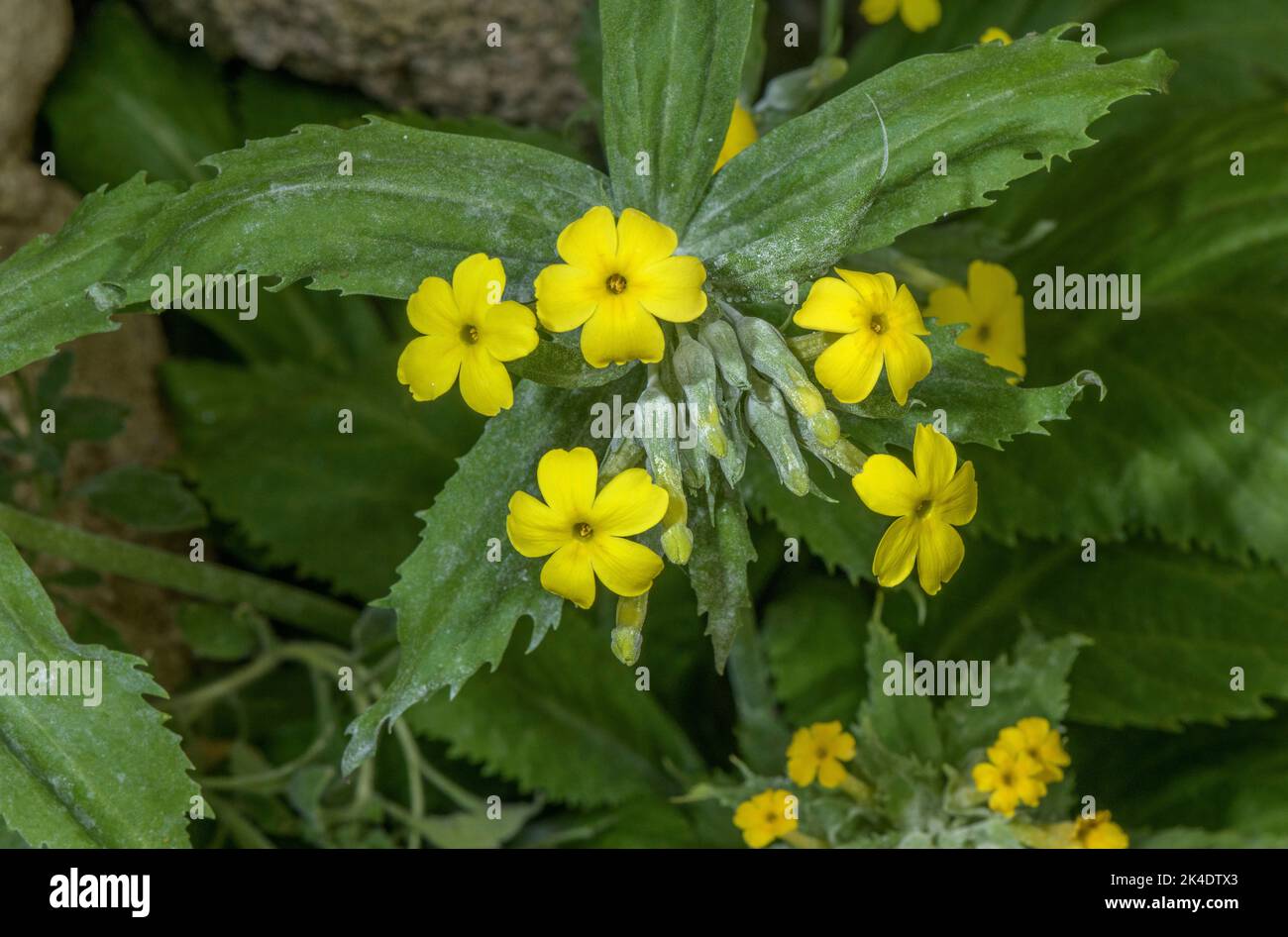 Abyssinian primrose, Primula verticillata, in flower Stock Photo - Alamy