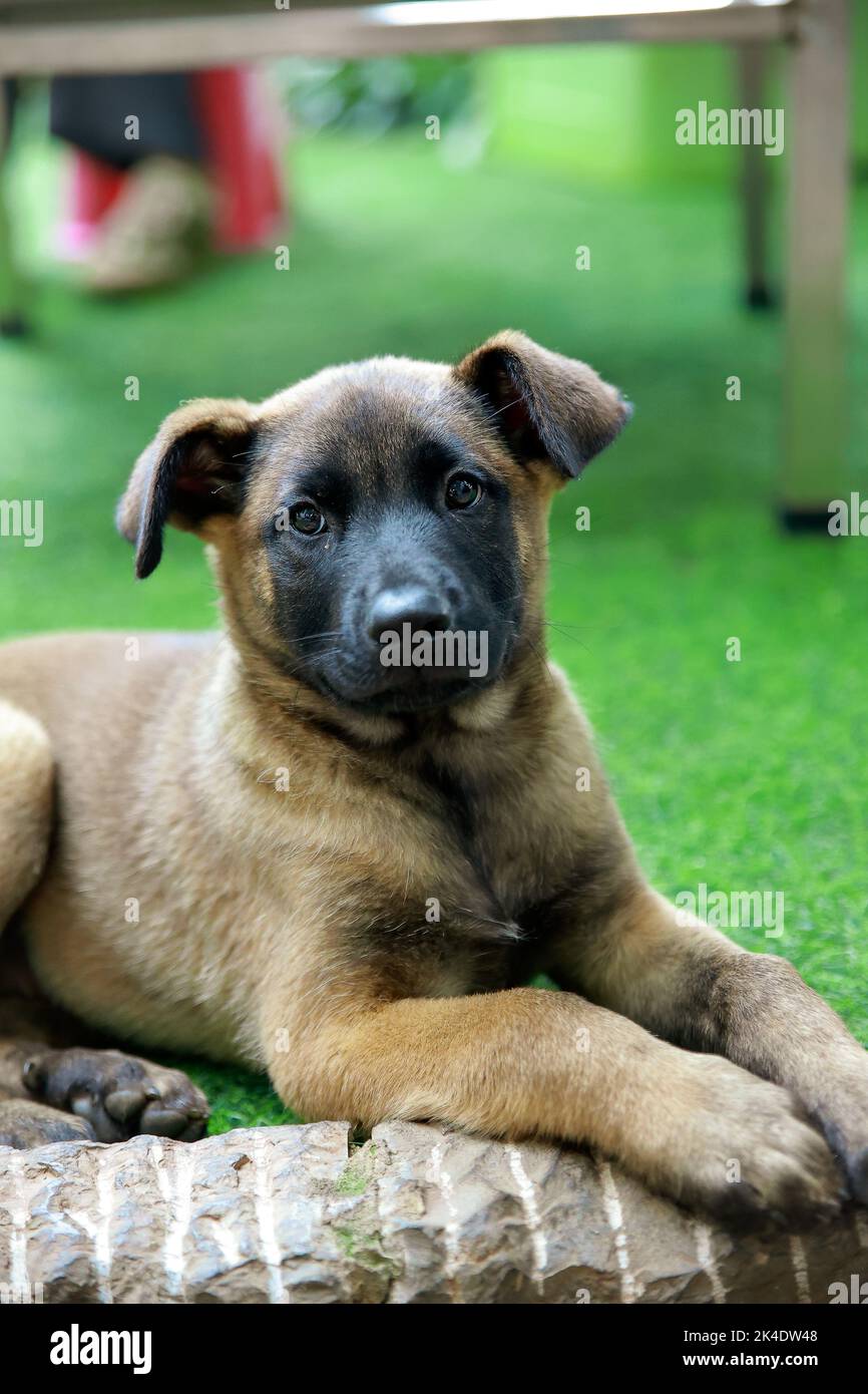 Brown Puppy in the garden resting on the ground Stock Photo - Alamy