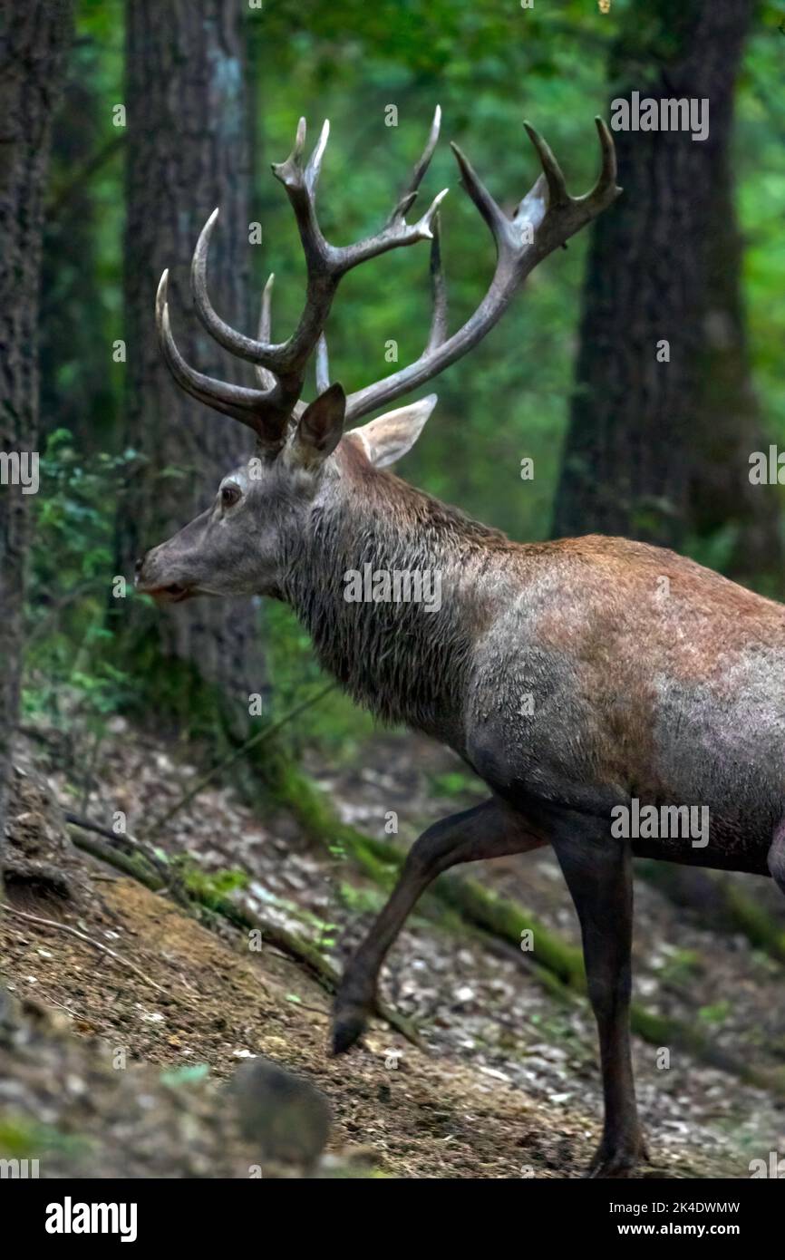 Red deer stag Stock Photo - Alamy