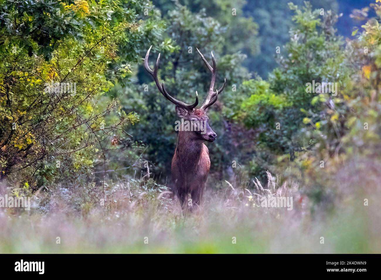 Red deer stag Stock Photo - Alamy