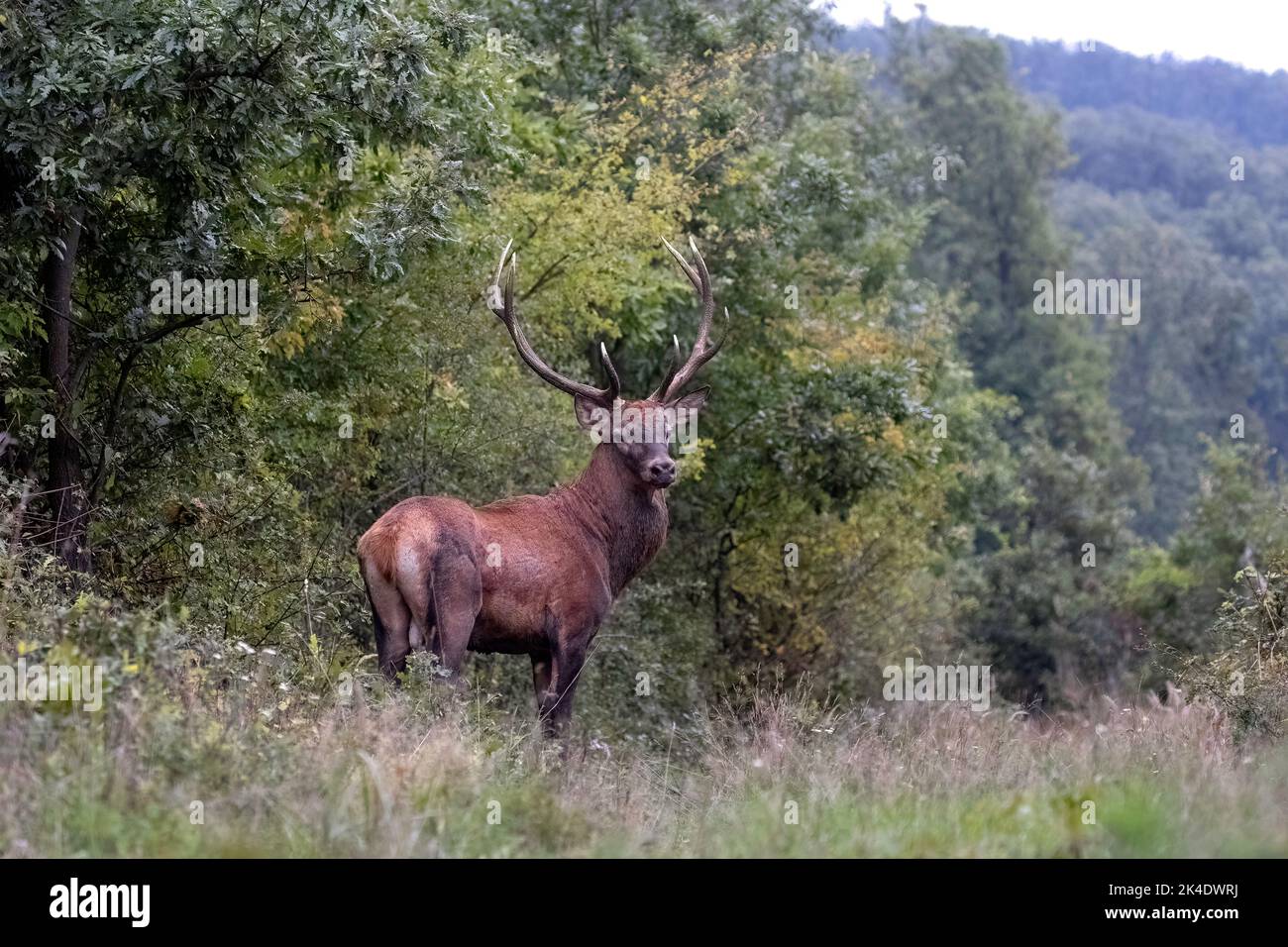 Red deer stag Stock Photo - Alamy