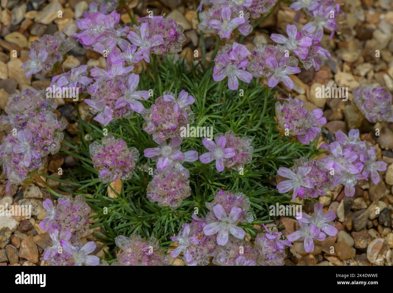 Juniper-leaved thrift, Armeria juniperifolia, in flower in alpine ...