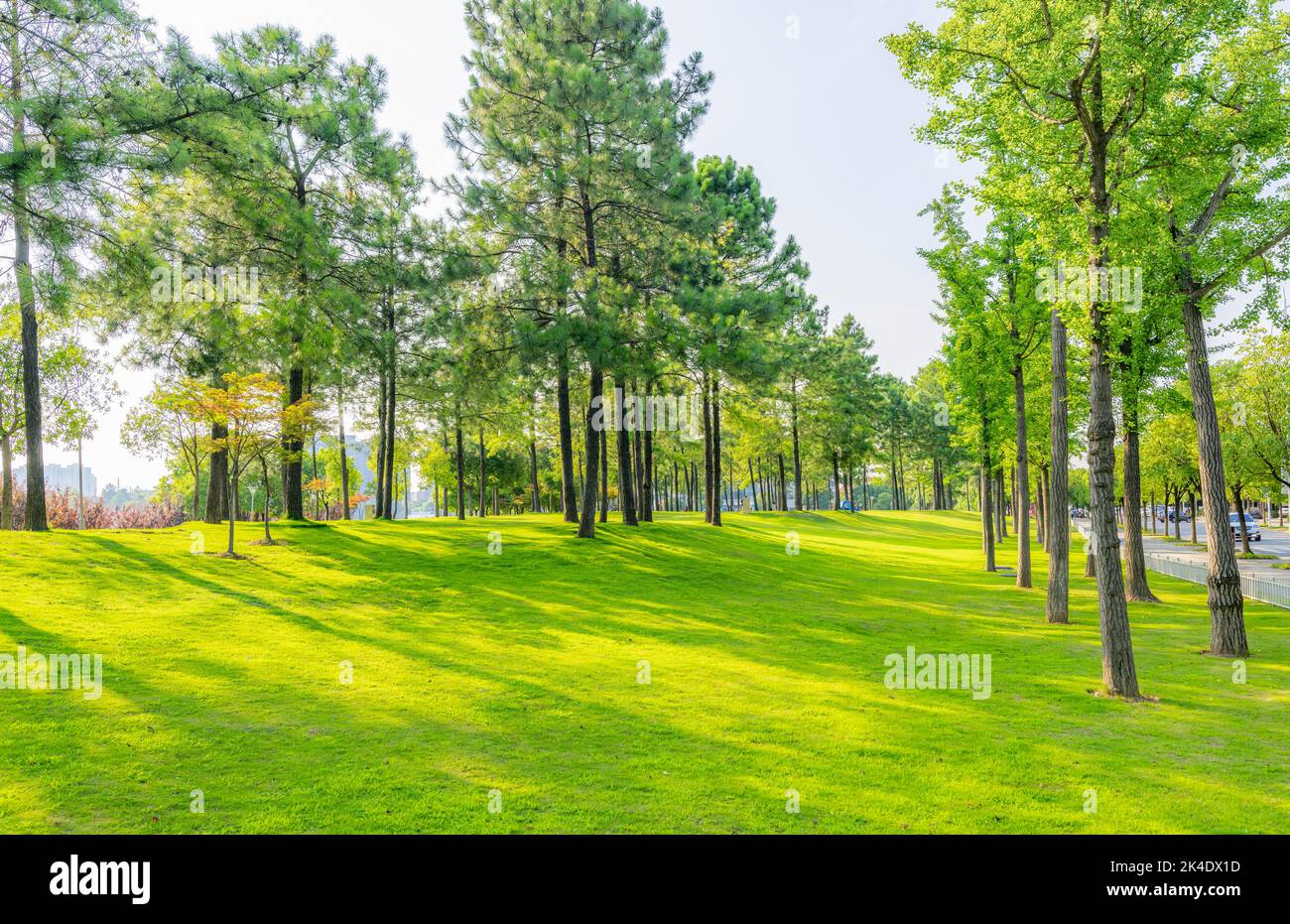 The sun slanted down on the green meadows and trees Stock Photo - Alamy