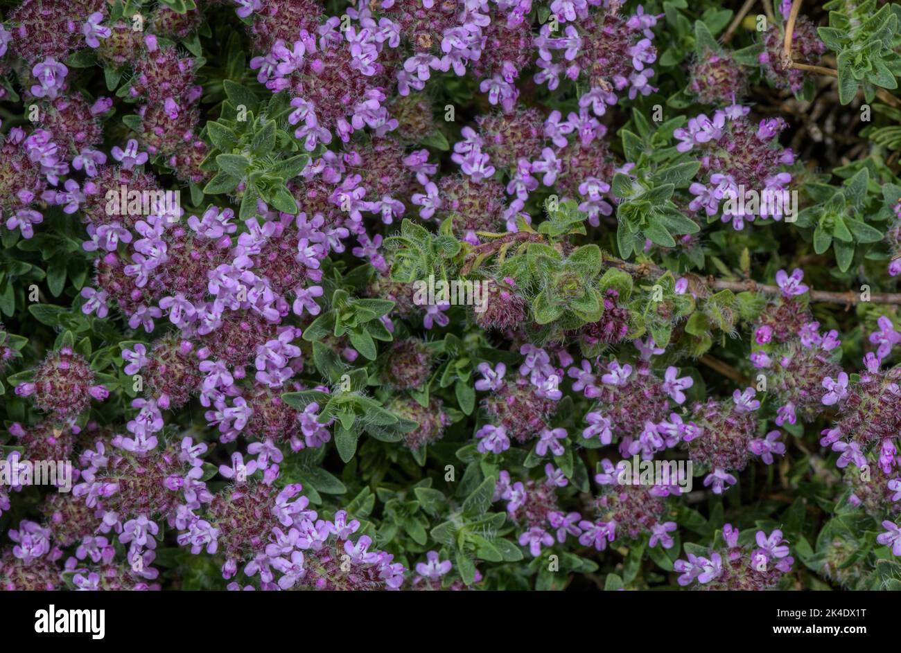 Doerfleri hi-res stock photography and images - Alamy