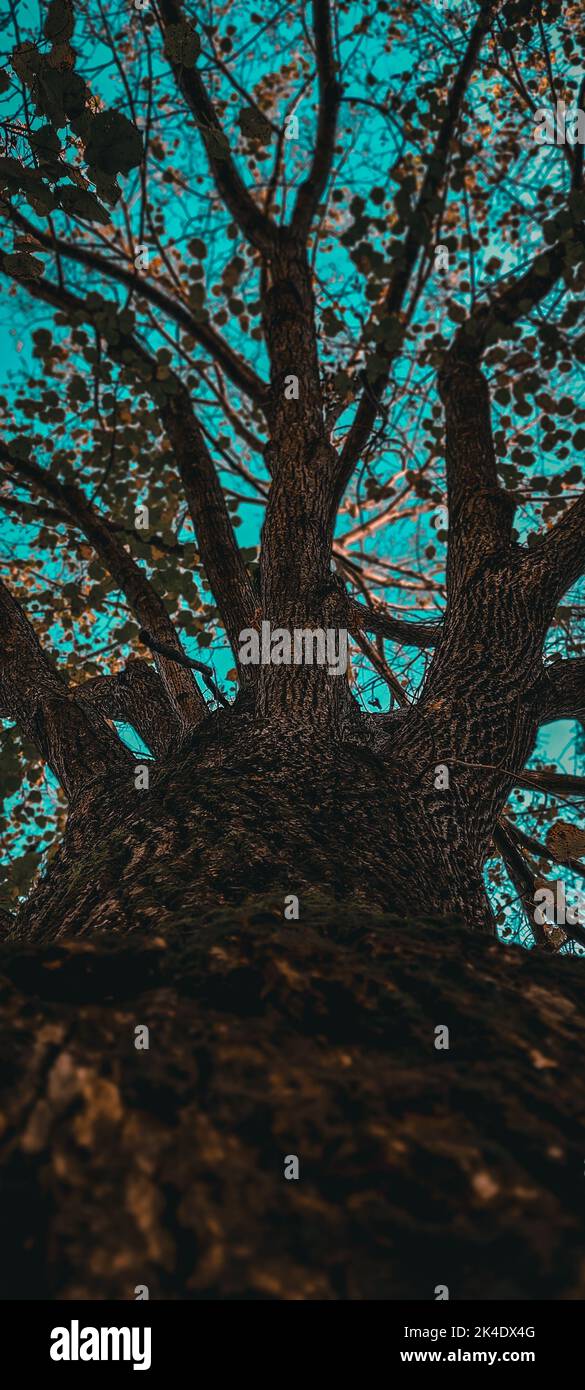 A low angle shot of a tall tree with twisting branches Stock Photo - Alamy