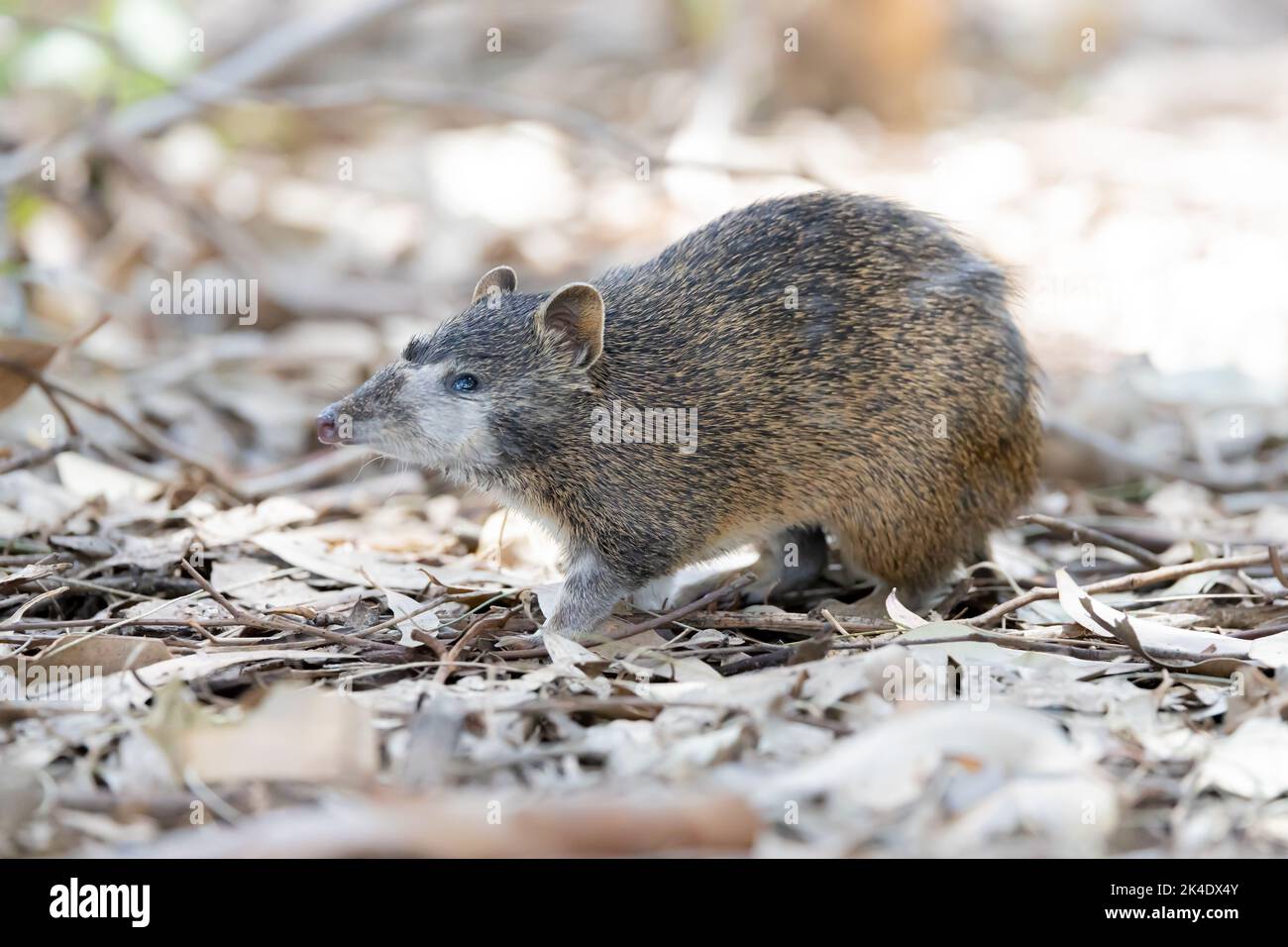Side on view of cute australian bandicoot in bush Stock Photo - Alamy