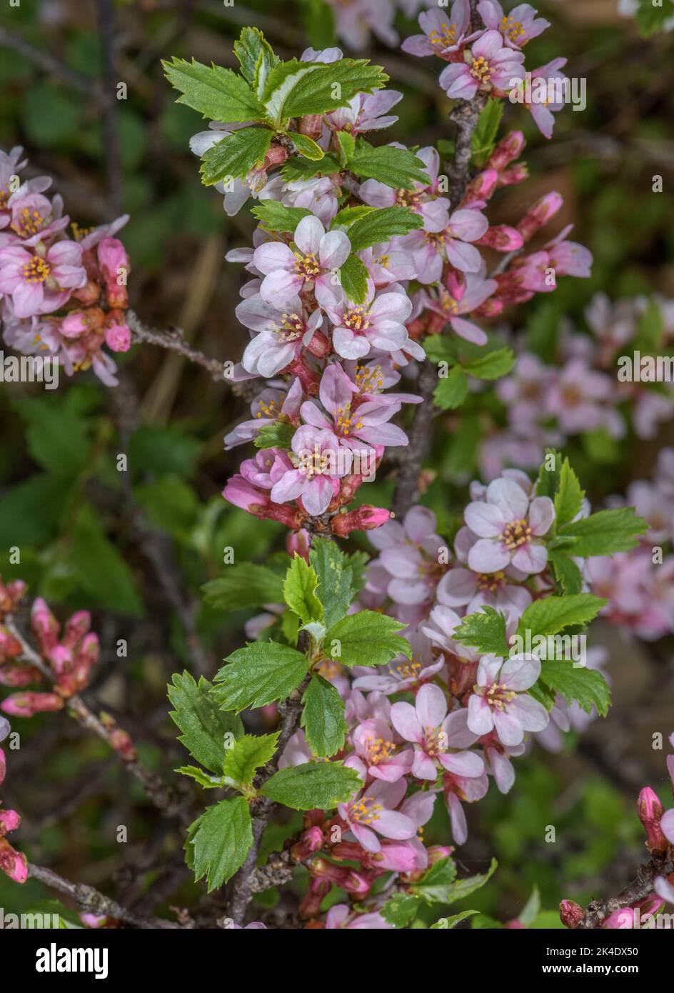 Mountain Cherry, Prunus prostrata, in flower. Mountains of southern ...