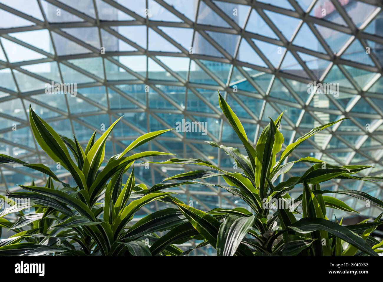 Sansevieria plants on the background of the glass roof of high-rise ...