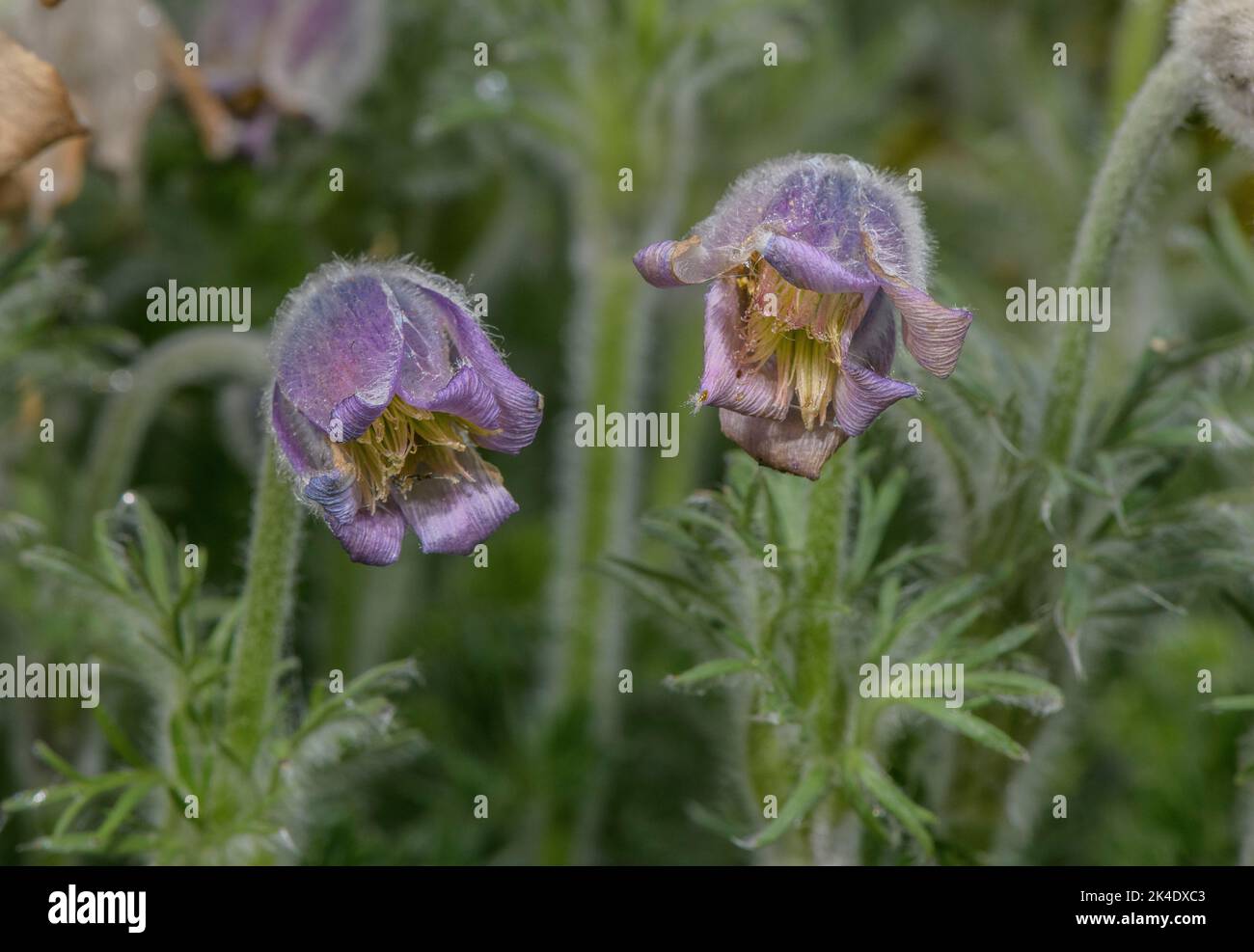 Georgia pasque flower hi-res stock photography and images - Alamy